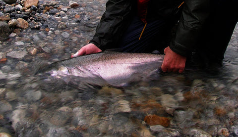 Weekly Fly Recipe: Blue Demon Coho Fly – Sea-Run Fly & Tackle