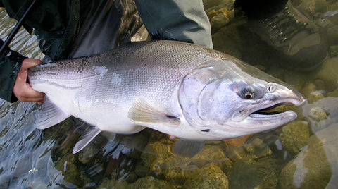 UV Copper Coho Spanker Fly Recipe – Sea-Run Fly & Tackle