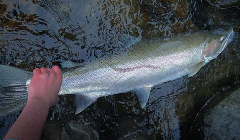 Steelhead Fishing Etiquette & Conduct – Sea-Run Fly & Tackle
